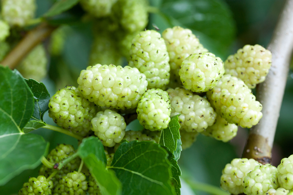 Indian Mulberry (ញ ព្រៃ) - Hello Krupet